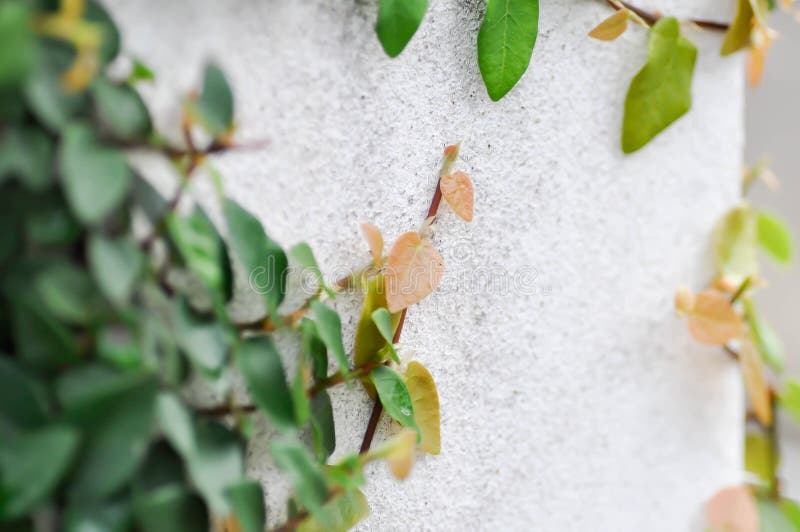 Ficus Pumila or Climbing Fig or Climbing Vine on the Fence Stock Photo ...