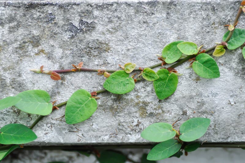 Ficus Pumila or Climbing Fig or Climbing Vine on the Fence or Stock ...