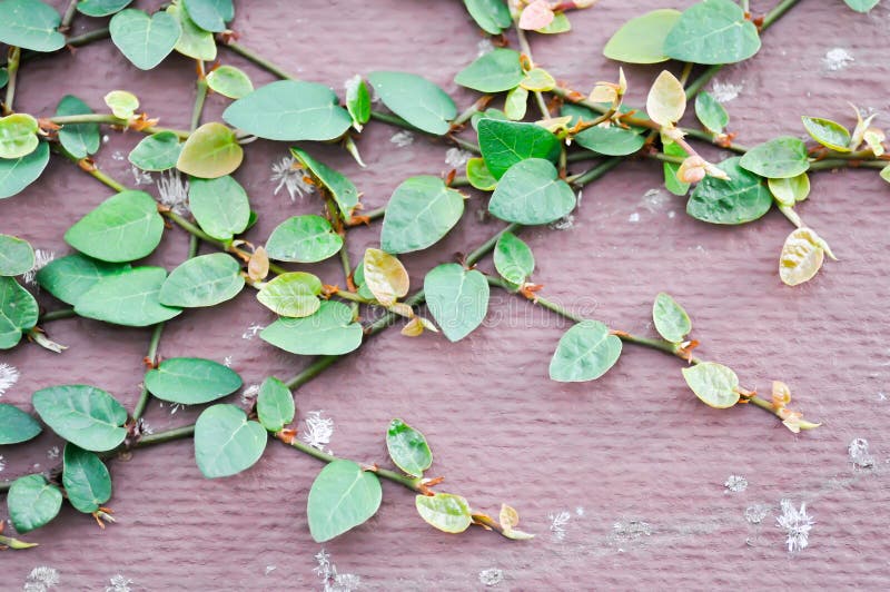 Ficus Pumila or Climbing Fig on the Wall Stock Photo - Image of leaf ...