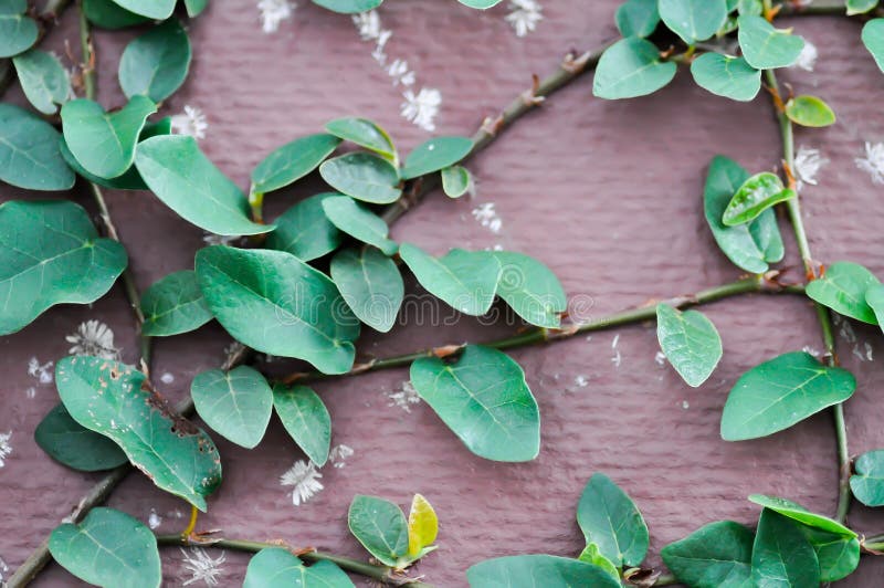 Ficus Pumila or Climbing Fig on the Wall Stock Image - Image of ...