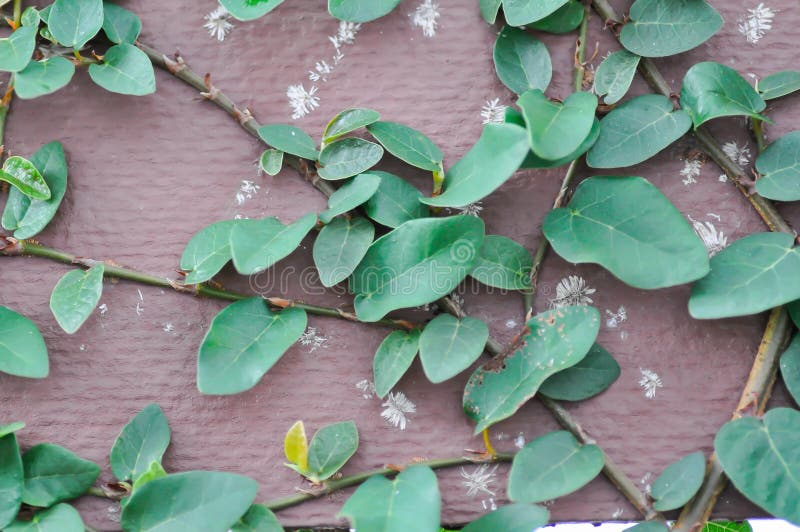 Ficus Pumila or Climbing Fig on the Wall Stock Photo - Image of nature ...