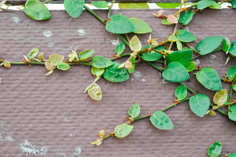 Ficus Pumila or Climbing Fig on the Wall Stock Photo - Image of petal ...