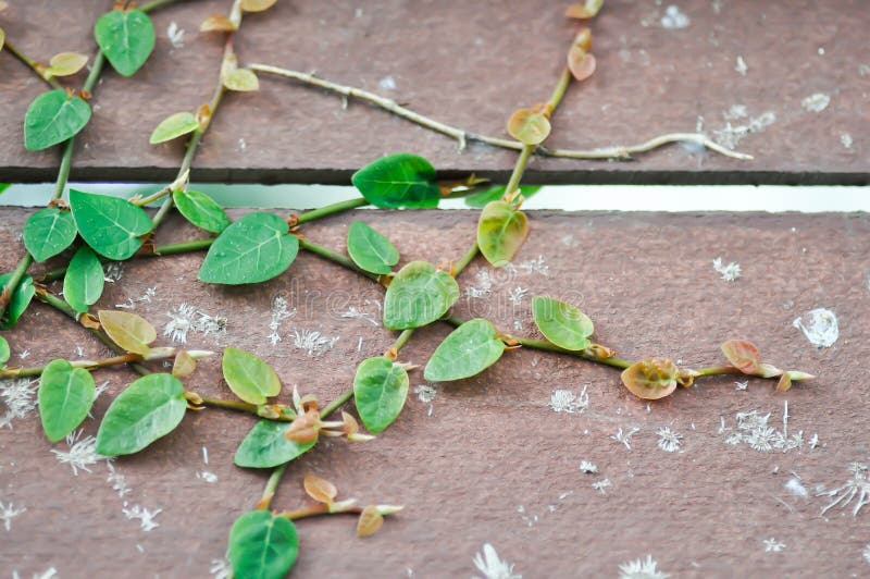 Ficus Pumila or Climbing Fig on the Wall Stock Photo - Image of ...