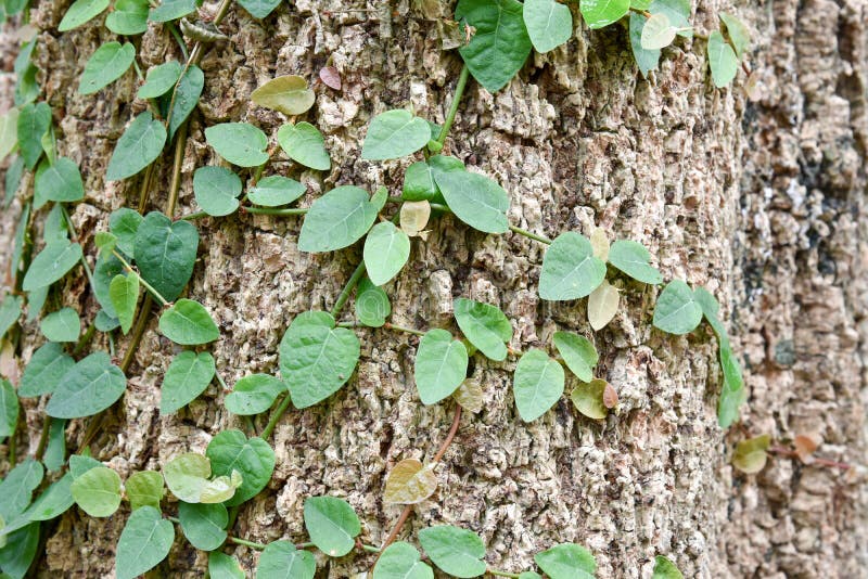 Ficus Pumila Climbing on Tree Bark Stock Photo - Image of climbing ...