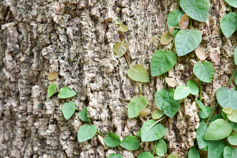 Ficus Pumila Climbing on Tree Bark Stock Image - Image of fresh ...