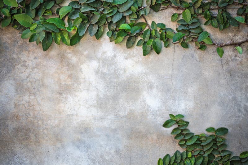 Ficus Pumila Climbing on Wall Stock Image - Image of break, fresh: 41085029