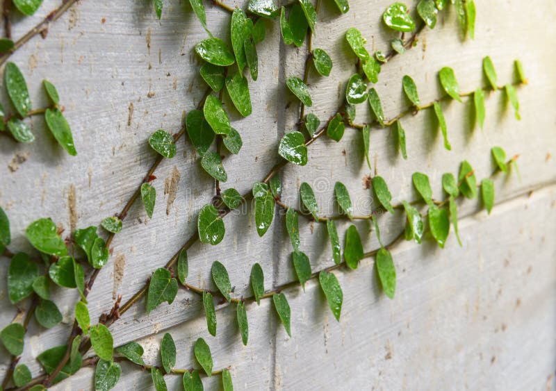 Ficus Pumila Climbing the Wall Stock Photo - Image of leaf, outdoors ...