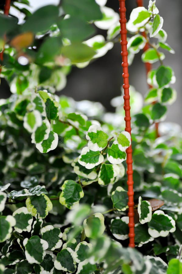 Ficus Pumila L, Climbing Fig or MORACEAE Stock Image - Image of nature ...