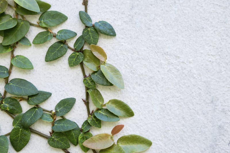 Ficus Pumila Plant Growing on White Cement Wall Stock Photo - Image of ...