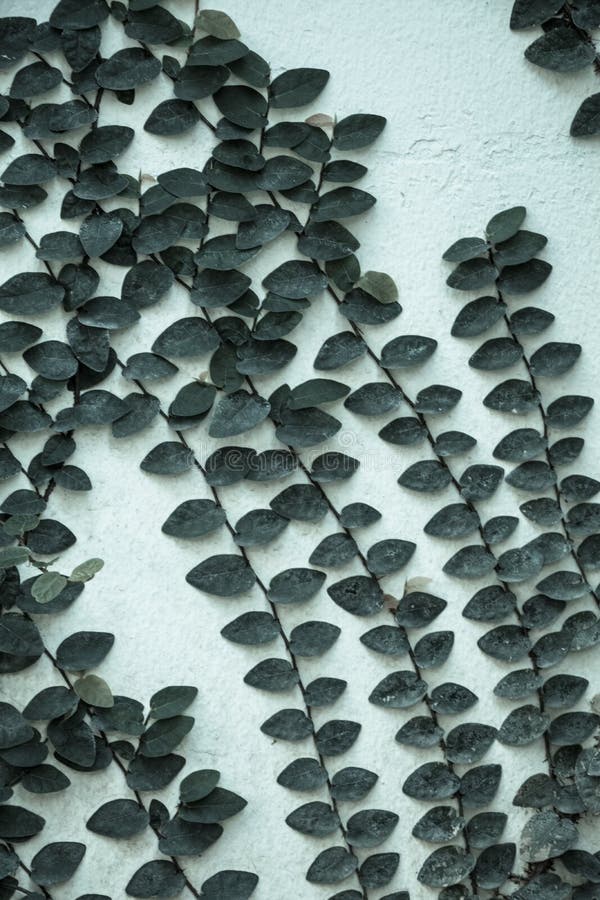 Ficus Pumila Plant on White Wall Background.Climbing Fig on the Wall ...