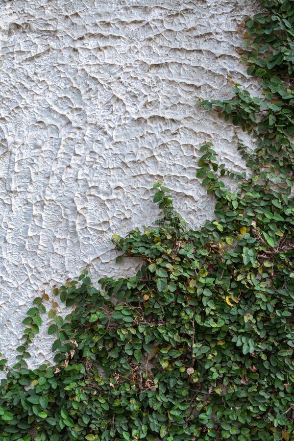 Ficus Pumila Plant on White Wall Background.Climbing Fig on the Wall ...