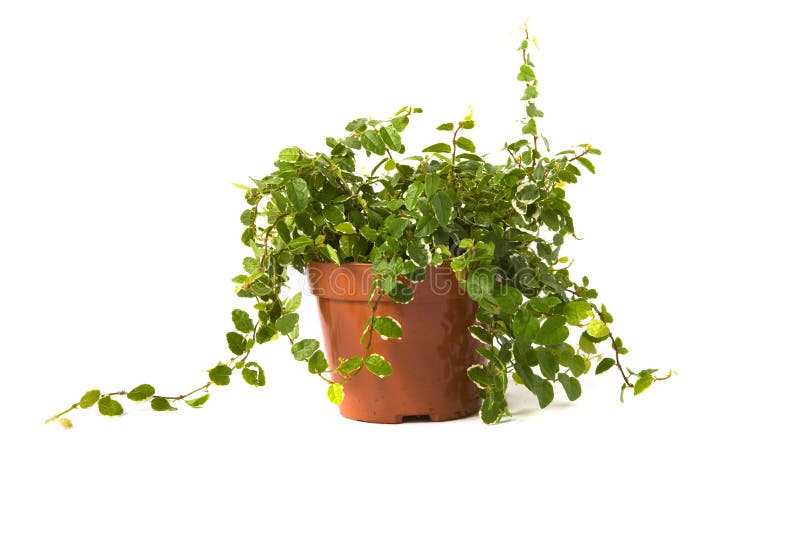 Ficus pumila Sunny stock photo. Image of floral, enjoy - 3604012