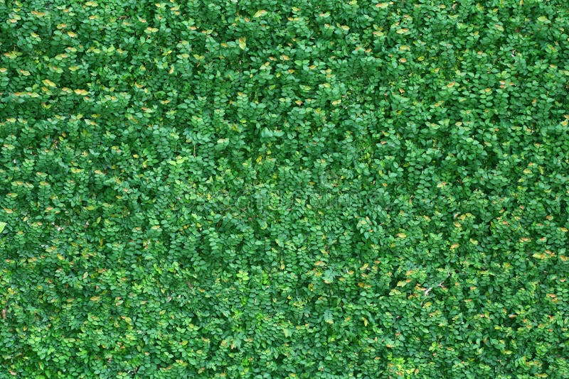 Ficus Pumila on the Wall stock image. Image of pumila - 32891129