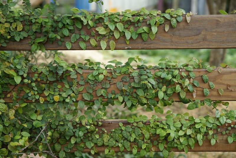 Ficus Pumila and Wooden Fence. Stock Photo - Image of decoration ...