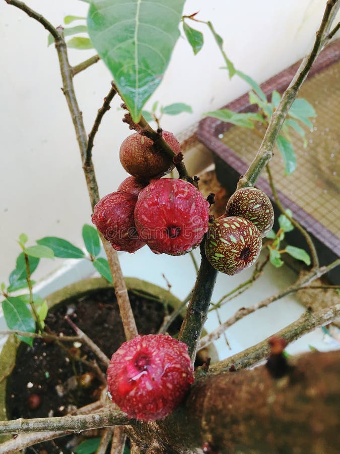 Ficus Racemosa - Ficus Glomerata Roxburghii - Gular Figs On Cluster Fig ...