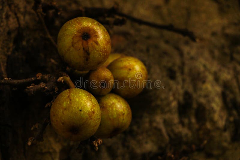 Ficus racemosa at Garden stock photo. Image of seed - 133461764