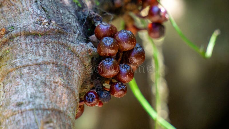 Ficus Racemosa (loa, Lo, Elo, Cluster Fig, Ficus Glomerata) Fruit on ...