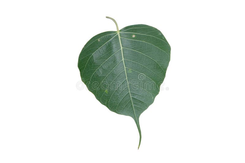 Ficus Religiosa Leaf Also Known As a Bo Leaf from the Bodhi Tree Stock ...