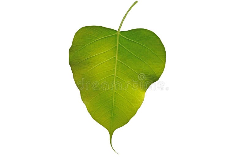 Ficus Religiosa Leaf Also Known As a Bo Leaf from the Bodhi Tree Stock ...