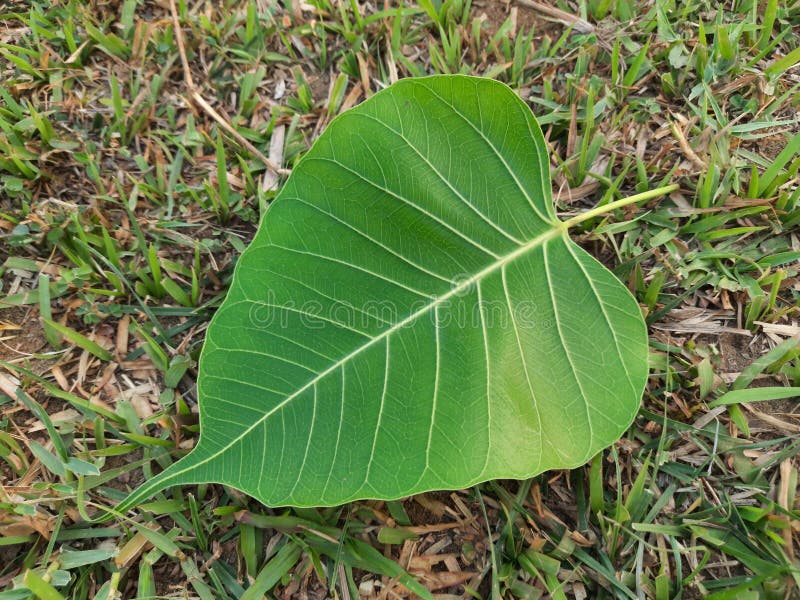 Ficus religiosa leaf. stock photo. Image of peepul, leaf - 317940926