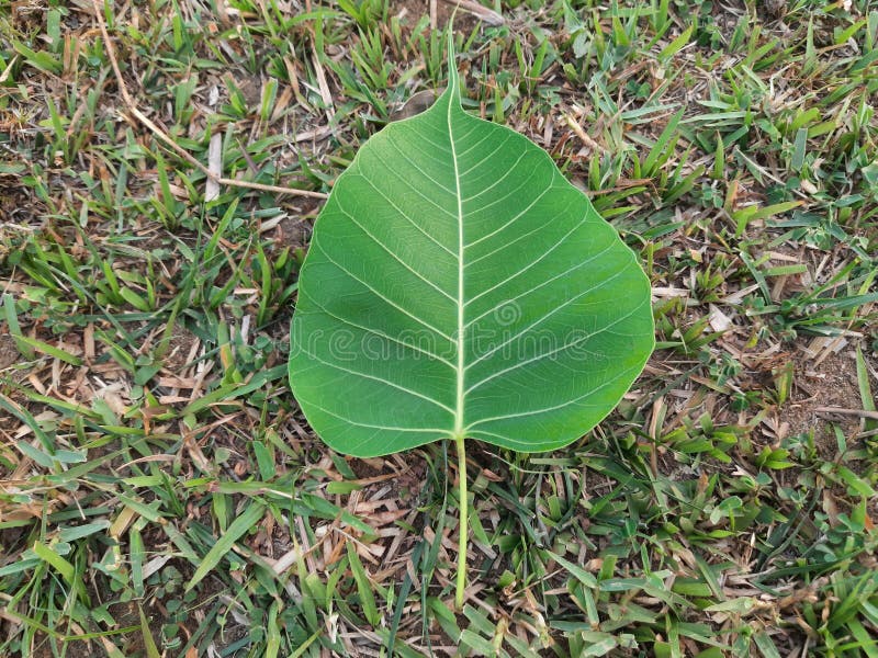 Ficus religiosa leaf. stock image. Image of spring, forest - 317940985