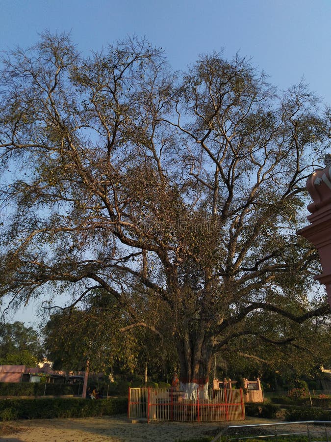 Ficus Religiosa or Sacred Fig Tree Stock Image - Image of religiosa ...
