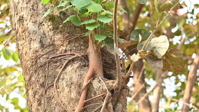 Ficus Religiosa Tree Growing on Another Tree Trunk. Stock Footage ...