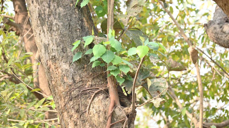 Ficus Religiosa Tree Growing on Another Tree Trunk. Stock Footage ...