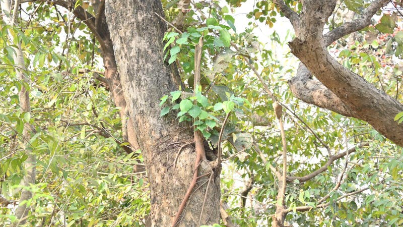 Ficus Religiosa Tree Growing on Another Tree Trunk. Stock Footage ...
