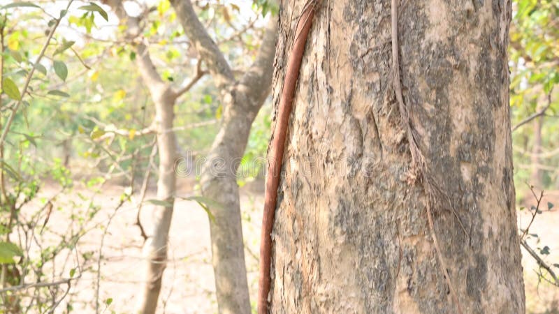 Ficus Religiosa Tree Growing on Another Tree Trunk. Stock Footage - Video of ficus, trunk: 373899242