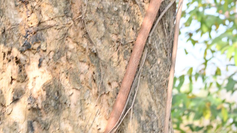 Ficus Religiosa Tree Growing on Another Tree Trunk. Stock Footage - Video of roots, pipal: 373899444