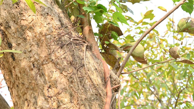 Ficus Religiosa Tree Growing on Another Tree Trunk. Stock Footage ...