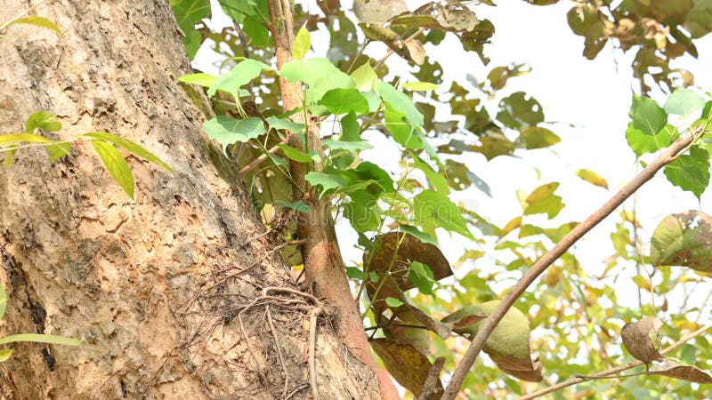 Ficus Religiosa Tree Growing on Another Tree Trunk. Stock Footage ...