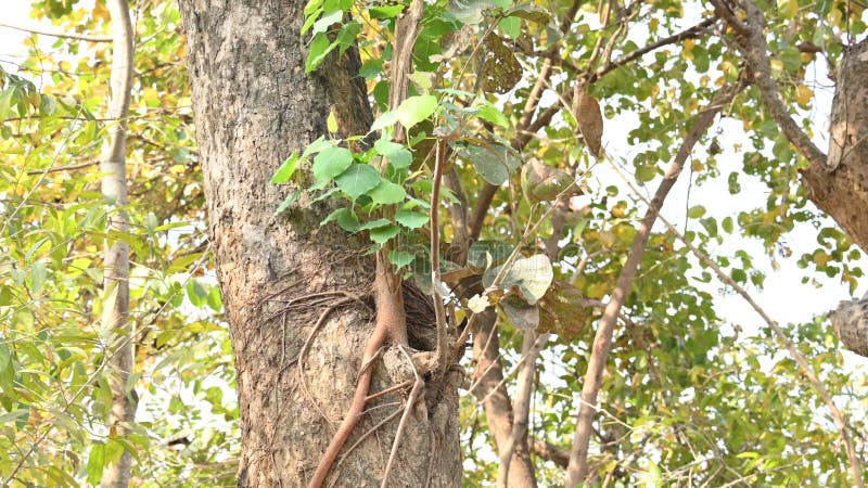 Ficus Religiosa Tree Growing on Another Tree Trunk. Stock Video - Video ...
