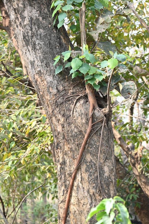 Ficus Religiosa Tree Growing on Another Tree Trunk. Stock Image - Image ...