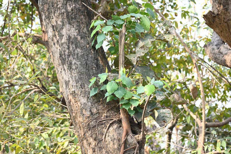 Ficus Religiosa Tree Growing on Another Tree Trunk. Stock Image - Image ...