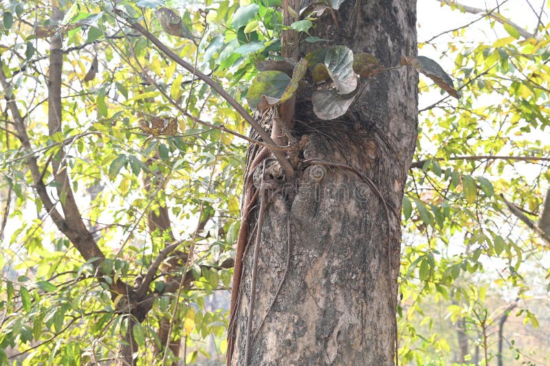 Ficus Religiosa Tree Growing on Another Tree Trunk. Stock Image - Image ...
