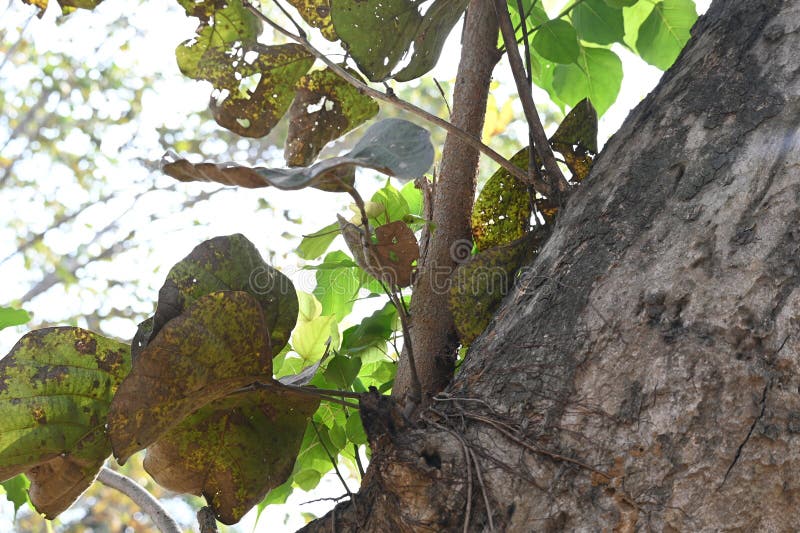 Ficus Religiosa Tree Growing on Another Tree Trunk. Stock Photo - Image ...