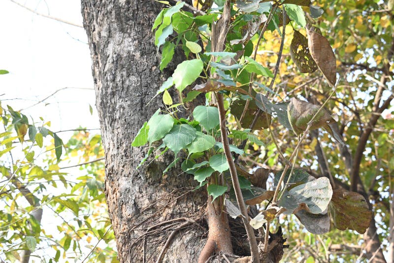 Ficus Religiosa Tree Growing on Another Tree Trunk. Stock Photo - Image ...