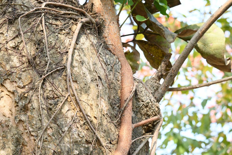 Ficus Religiosa Tree Growing on Another Tree Trunk. Stock Image - Image ...