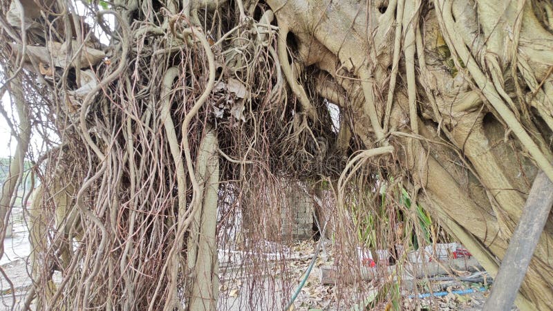 Ficus Religiosa Tree with Invasive Roots Sprouting from the Trunk ...