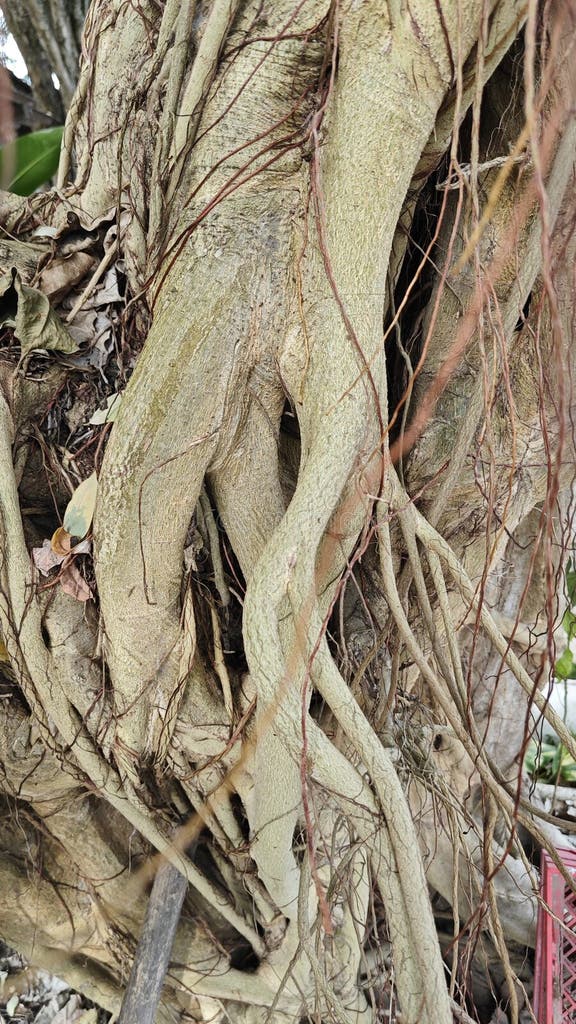 Ficus Religiosa Tree with Invasive Roots Sprouting from the Trunk ...