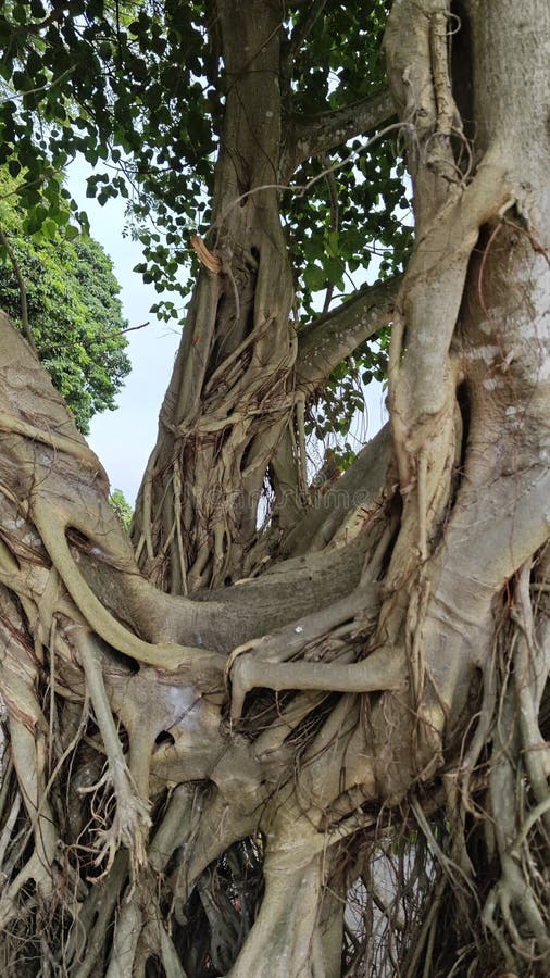 Ficus Religiosa Tree with Invasive Roots Sprouting from the Trunk ...