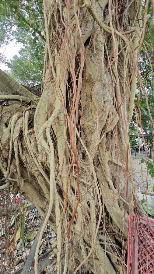 Ficus Religiosa Tree with Invasive Roots Sprouting from the Trunk ...