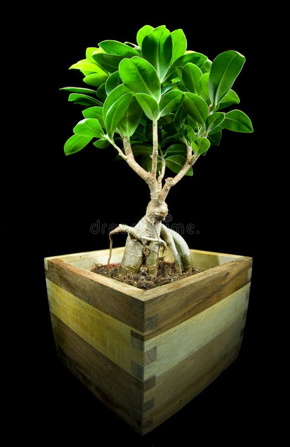 Ficus Panda Bonsai Tree, Ficus Retusa, Isolated Stock Photo - Image of ...
