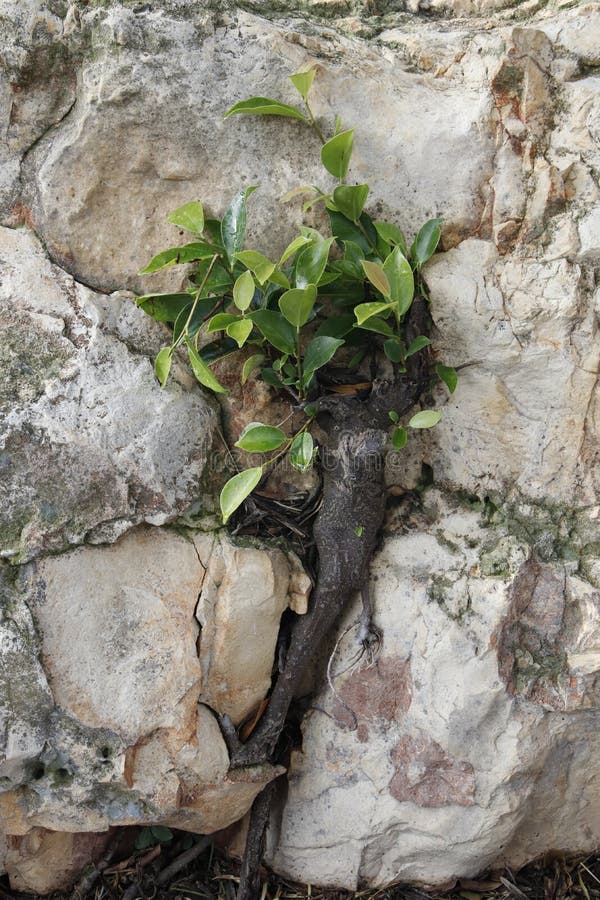 Ficus in the Rock. Ficus Tree Bonsay Stock Photo - Image of bonsay ...