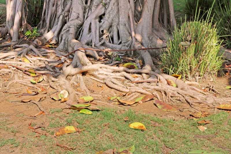 Ficus Root System in Tel Aviv, Israel Stock Image - Image of ...