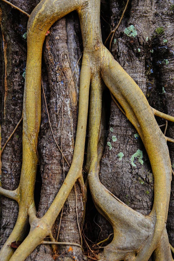 Ficus roots stock image. Image of brown, tree, ficus - 48663957