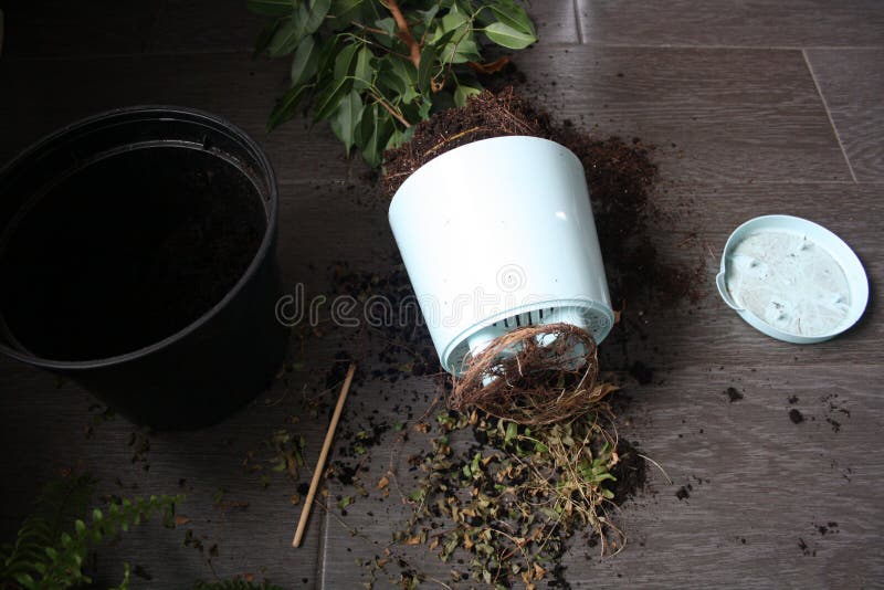 Ficus Roots Sprouted through a Flower Pot Stock Photo - Image of plant ...