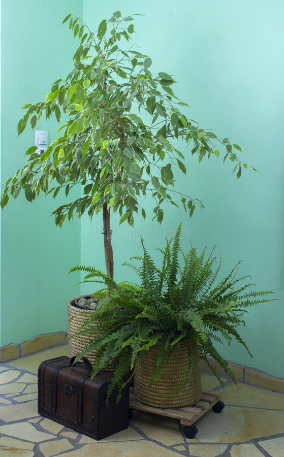Ficus, Samambaia E Caixa De Benjamin Na Sala De Visitas Na Janela Com ...